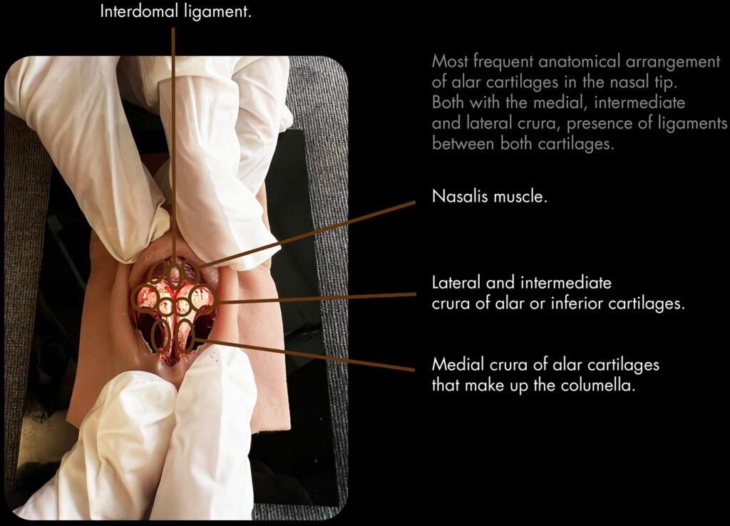 iNose 1 – iFaceSimulator