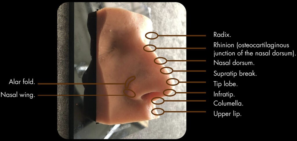 iNose 1 – iFaceSimulator